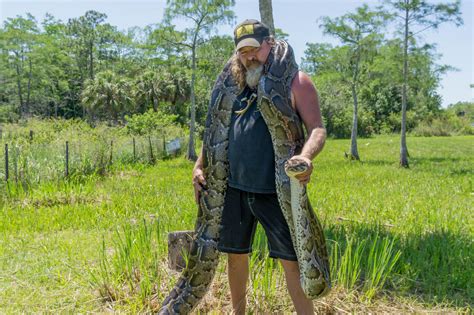 florida python hunter wrestles 17 foot pregnant python sfgate