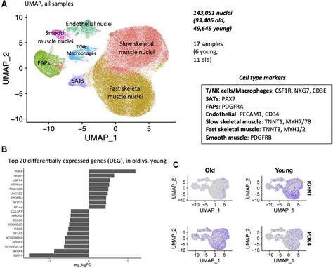 Single Nuclei Profiling Identifies Cell Specific Markers Of Skeletal