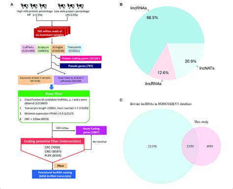 the computational pipeline used to identify lncrna genes from rna seq