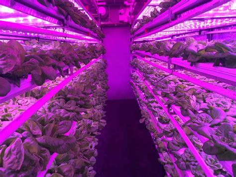 this shipping container farm could someday solve the food desert