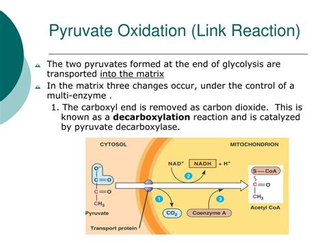 Ppt Cellular Respiration Oxidation Of Pyruvate Krebs