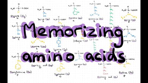 Memorizing Amino Acids How To Remember Amino Acids Fast And Easy Way