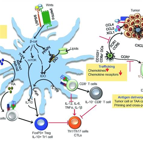 Evidence For Involvement Of The Wnt β Catenin Pathway In Regulating