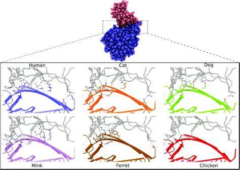 Comparison Between Binding Interfaces Of The Viral Rbd Receptor Ace2