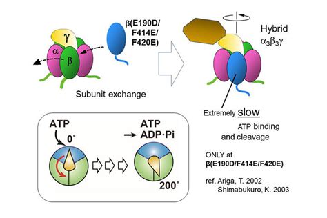 Unwinding The Worlds Smallest Biological Rotary Motor By Degrees