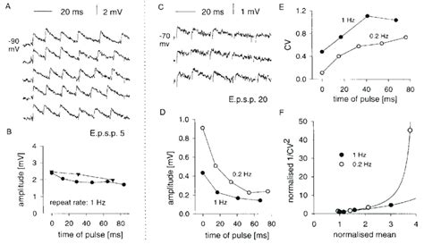 dynamic properties of excitatory synaptic connections between layer 4