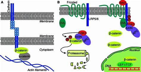 β Catenin Plays Two Main Functions In The Cell A β Catenin Interacts