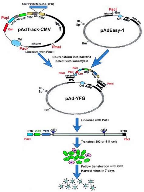 Production Of Recombinant Adenovirus Containing Human Interlukin 4 Gene