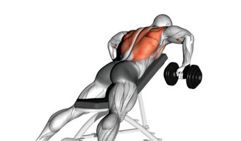 Chest Supported T Bar Row Muscle Worked Alternate Atelier Yuwa Ciao Jp