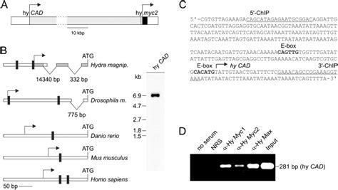 A Topography Of The Hydra Magnipapillata Genomic Locus Accession