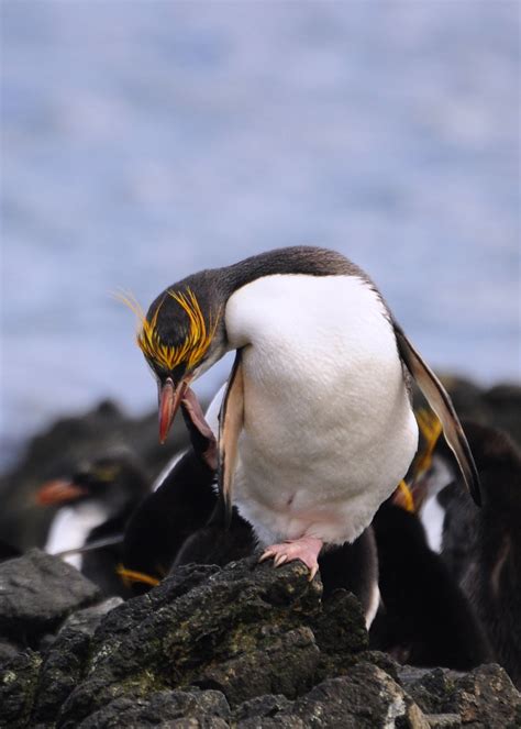 Royal Penguins Penguin Pedia