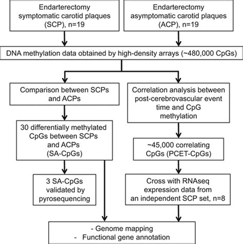 dna methylation dynamics in human carotid plaques after cerebrovascular