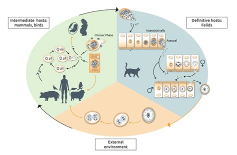Toxoplasma Gondii Life Cycle Animation