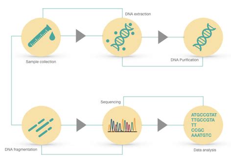 What Is Genome Sequencing 3 Best Genome Sequencing Methods