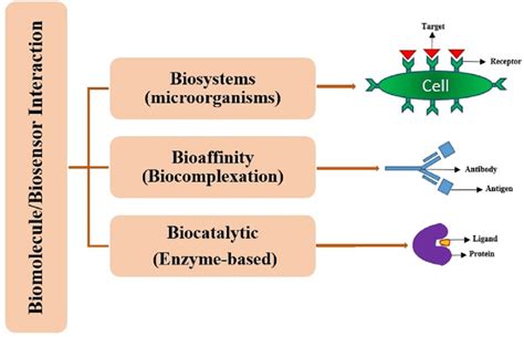 Types Of Interactions Between The Biomolecule Nps And Biosensor