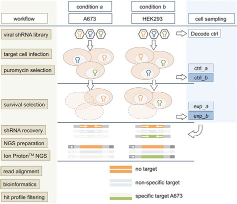 Target Discovery Screens Using Pooled Shrna Libraries And Ngs A Model