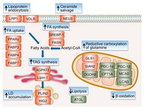 Hypoxia Inducible Factors And The Regulation Of Lipid Metabolism