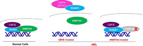 Frontiers Cbfb Myh11 Fusion Sequesters Runx1 In Cytoplasm To Prevent
