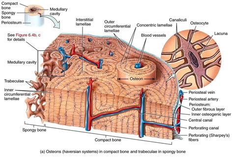 Microscopic Structure Of Bone Diagram Quizlet