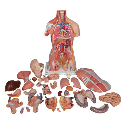 3b Scientific Muscle Torso Two Sex With Pregnancy Insert Includes