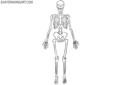 How To Draw A Skeleton Easy Drawing Guides Hot Sex Picture
