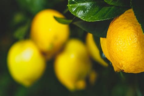 Especies De Alternaria Que Causan Pudriciones De Cítricos Y Granadas En