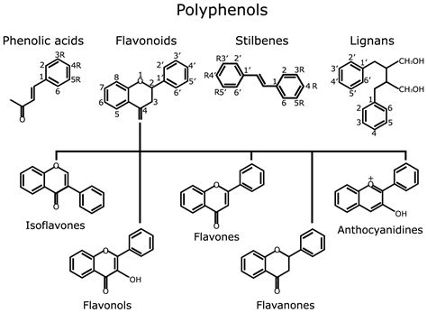 Antioxidants Free Full Text Polyphenols As Promising Drugs Against