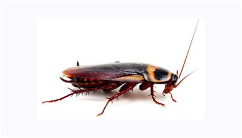 cockroachdb 1 0 debuts with scaling and strong consistency across nodes