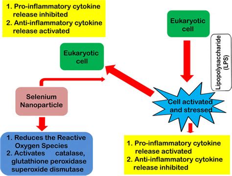 Schematic Model Showcasing The Role Of Selenium Nanoparticles In