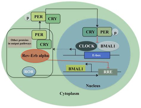 Circadian Clock And Oral Cancer Review