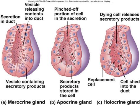 Explain The Different Types Of Exocrine Glands