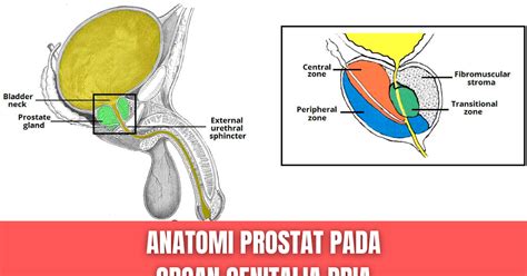 Anatomi Prostat Pada Organ Genitalia Pria Anatomi Tut