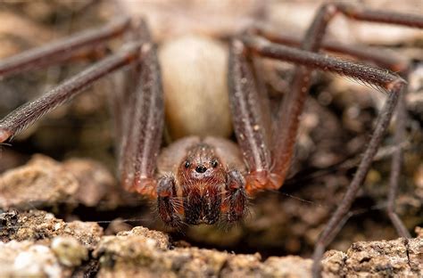 Most Deadly Spider