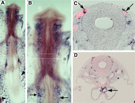Expression Pattern Of Fli1 During Chick Cranial Neural Crest Stem Cell