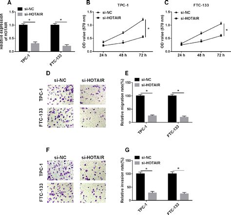 Figure 2 From Long Non Coding Rna Hotair Promotes Cell Viability