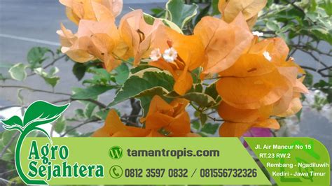 Jual Bunga Bougenville Jakarta Tamantropis