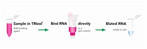 Optimizing Rna Extraction From Cells And Tissues With Trizol®