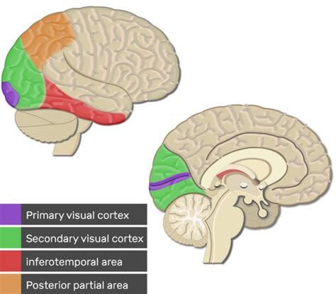 visual cortex location types and functions getbodysmart
