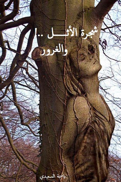 شجرة الاثل في العراق
