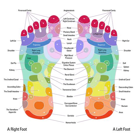 Female Reproductive Reflexology Points Reflexology Points Plexus