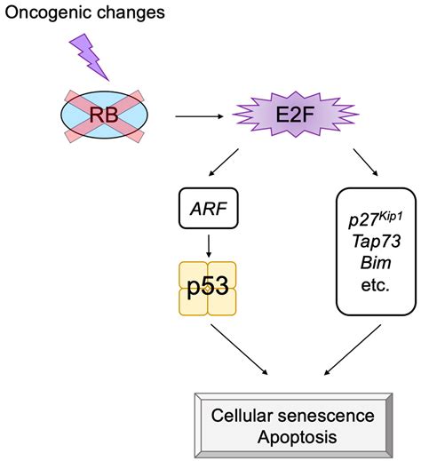 Biology Free Full Text Expanding Roles Of The E2f Rb P53 Pathway In