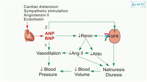 Atrial Natriuretic Peptide Youtube