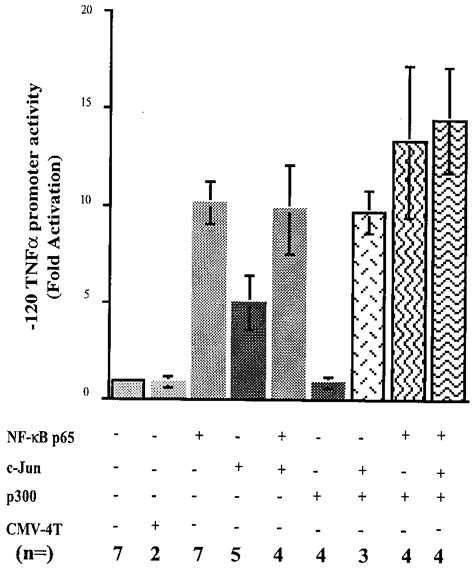 Lack Of Synergy Between Nf B P65 And C Jun Plus P300 In The Activation