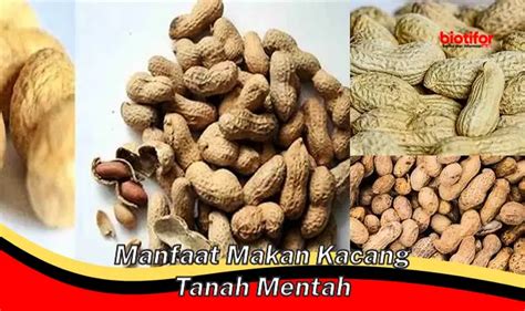 Ungkap 5 Manfaat Makan Kacang Tanah Mentah Yang Jarang Diketahui Biotifor