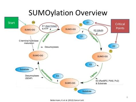 The Development Of Sumoylation Inhibitors—a Novel Approach To
