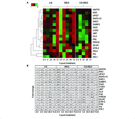 Gene Expression Heatmap Hierarchical Clustering According To