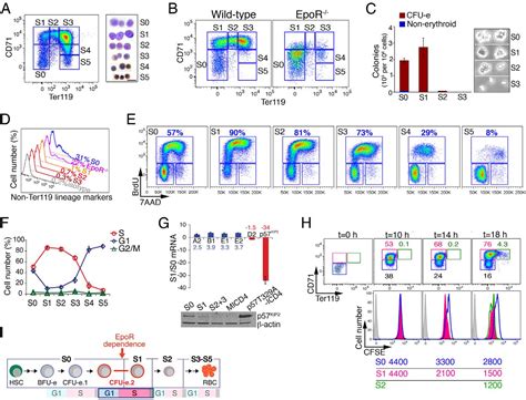 Figure 1 From A Key Commitment Step In Erythropoiesis Is Synchronized