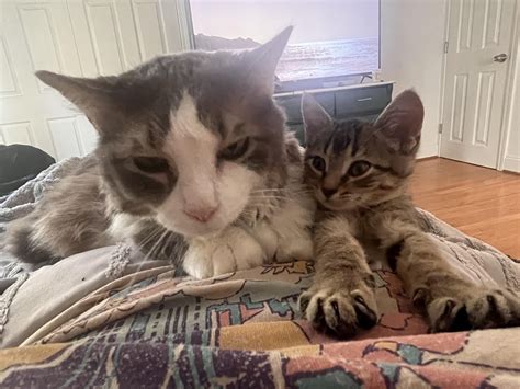 Currently Down With The Flu And My 18 Year Old Kitty And My 3 Month Old