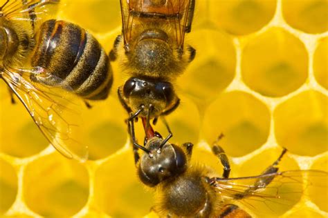 How Do Bees Make Honey – The Bee Store
