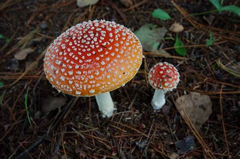 キノコの季節 毒キノコのベニテングダケは人の歴史とともに ハンター日記